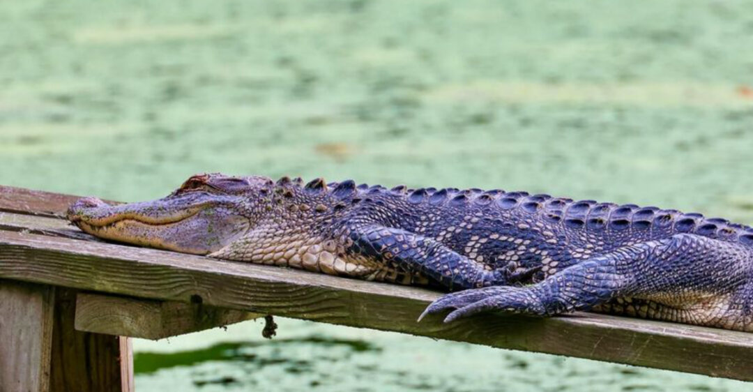 14 Surprising Facts Everyone Should Know About Alligators In The ...