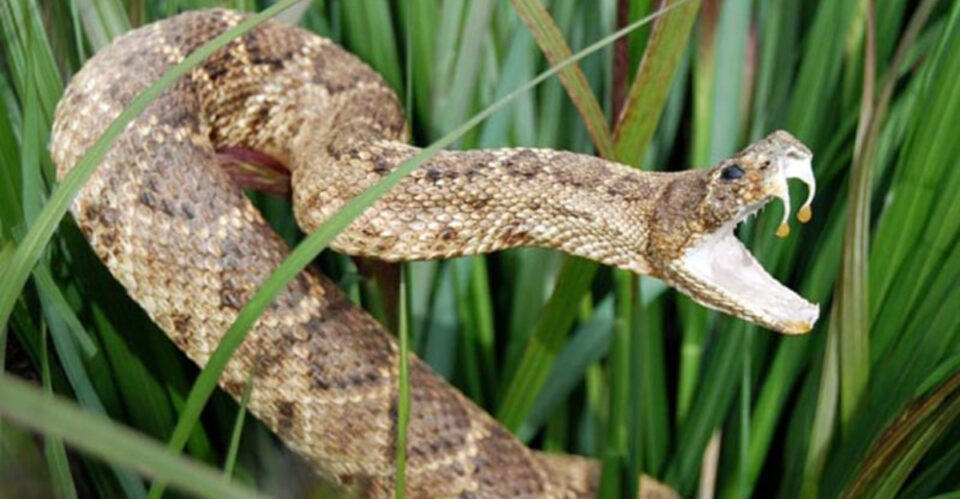 14 Surprising Predators That Hunt Snakes