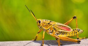 14 Common Yard Insects And Their Symbolic Meanings