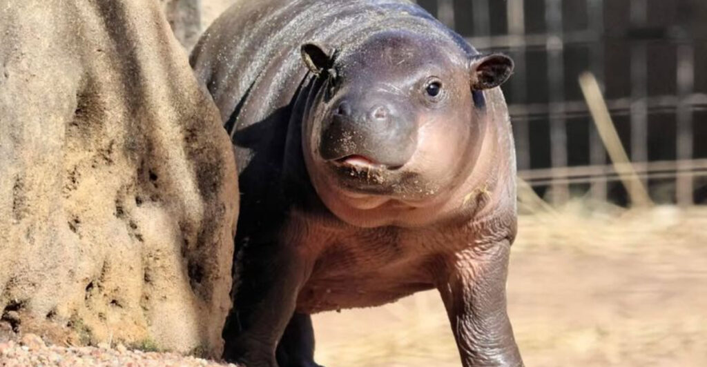 14 Fascinating Animals That Are Completely Hairless