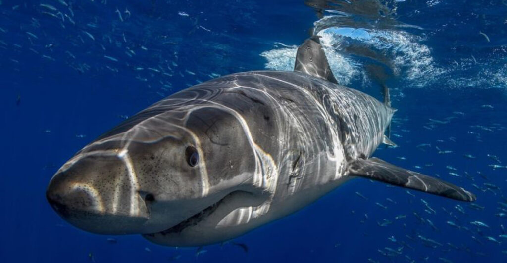 14 Fierce Animals Known For Their Aggression And Power