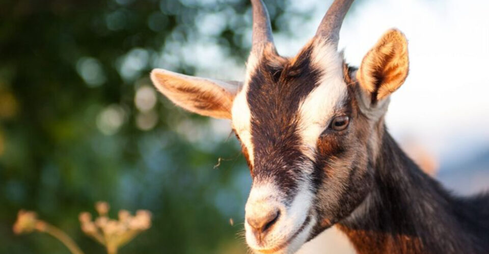 14 Goat Breeds That Are Bursting With Personality