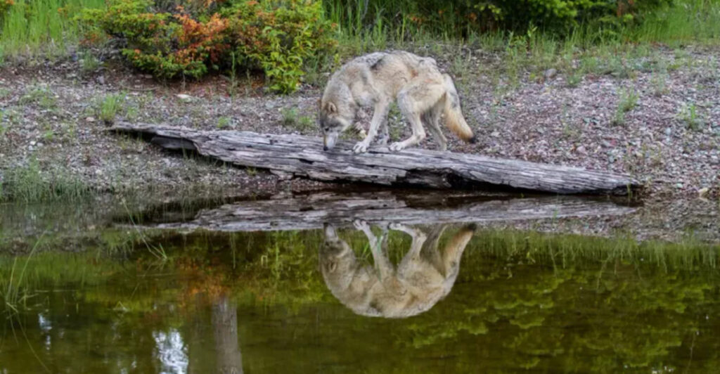 14 Incredible Ways Wolves Are Shaping America’s Ecosystems