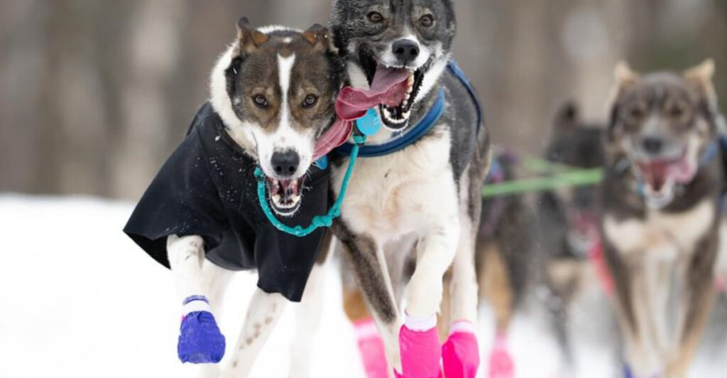 14 Traits That Define The Best Iditarod Sled Dogs