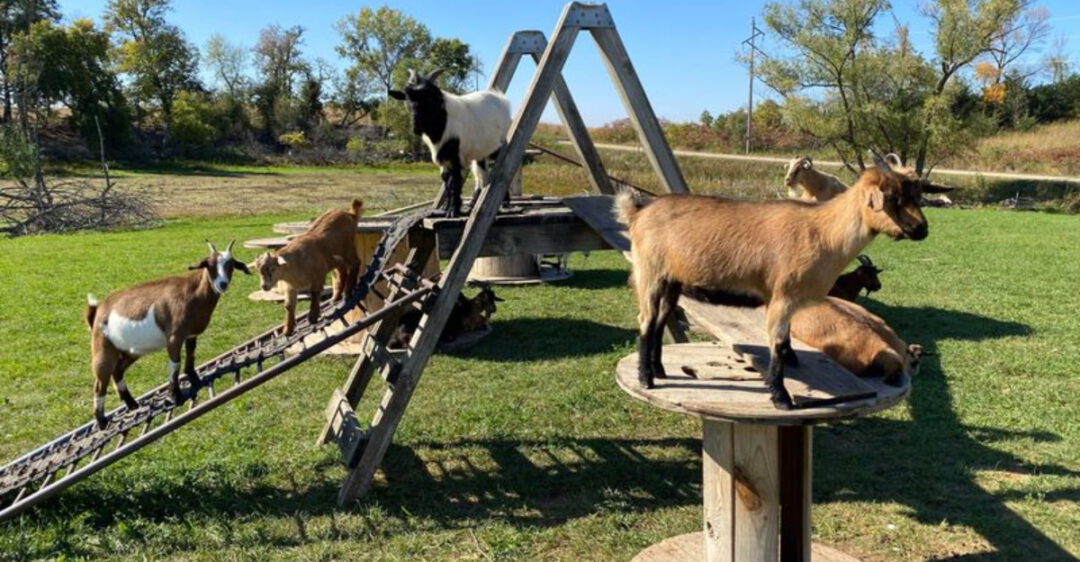 14 Unexpected Reasons Why Owning Goats Is A Game-Changer For Your Land