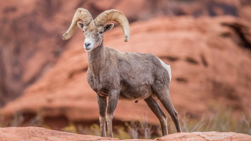 15 Amazing Animals Roaming Wild In U.S. National Parks