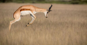 15 Animals That Can Run Faster Than You Think