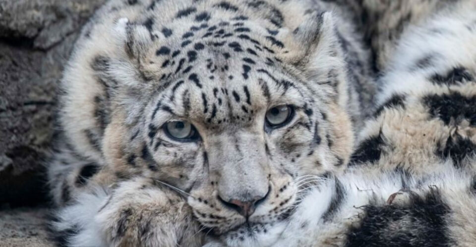 15 Animals That Thrive At Extreme Altitudes - Animalko