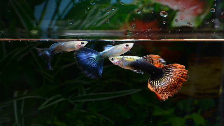 15 Beautiful Fish Perfect for Small Aquariums That Will Transform Your Tank