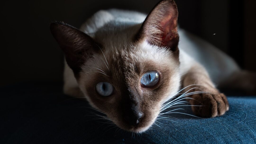 15 Different Types Of Siamese Cats You Probably Didn’t Know