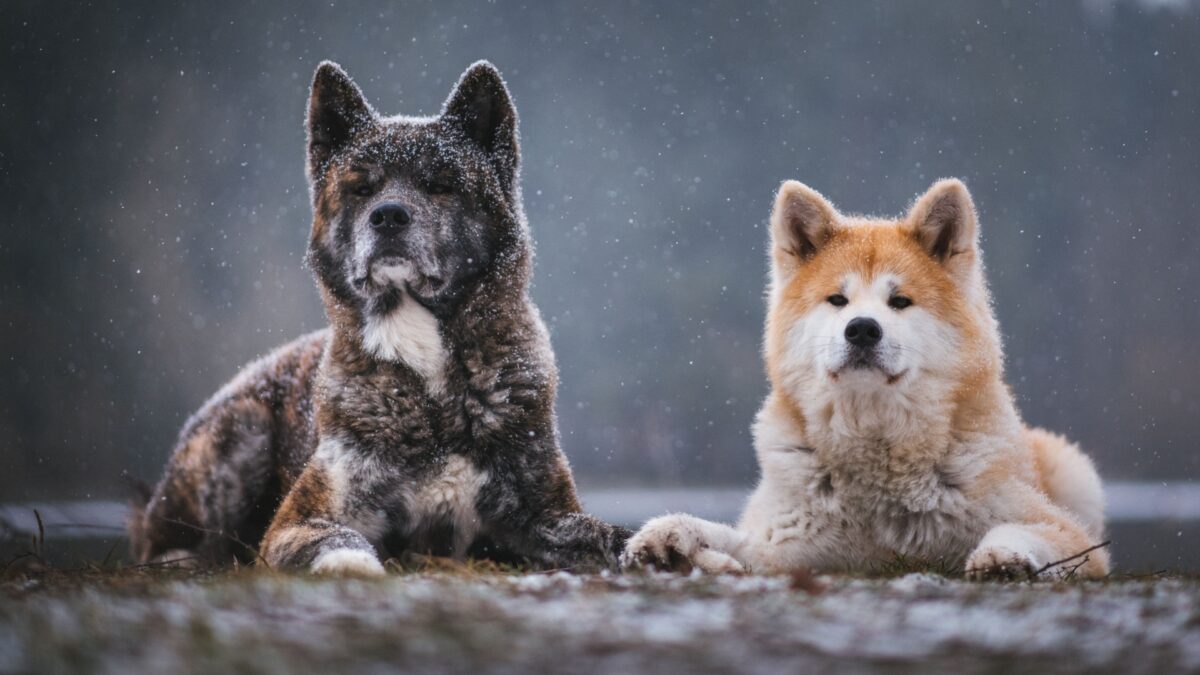 15 Dog Breeds You Should Be Cautious With Around Other Pets