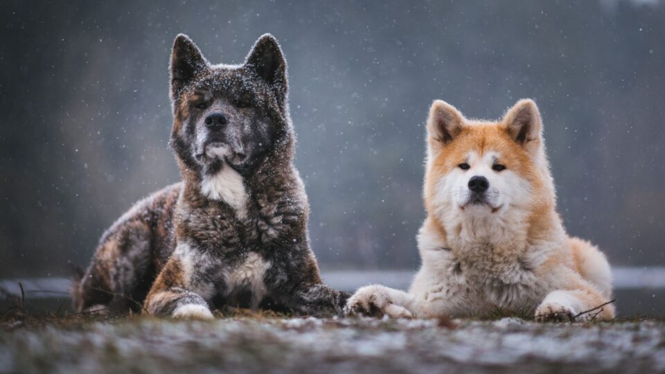 15 Dog Breeds You Should Be Cautious With Around Other Pets