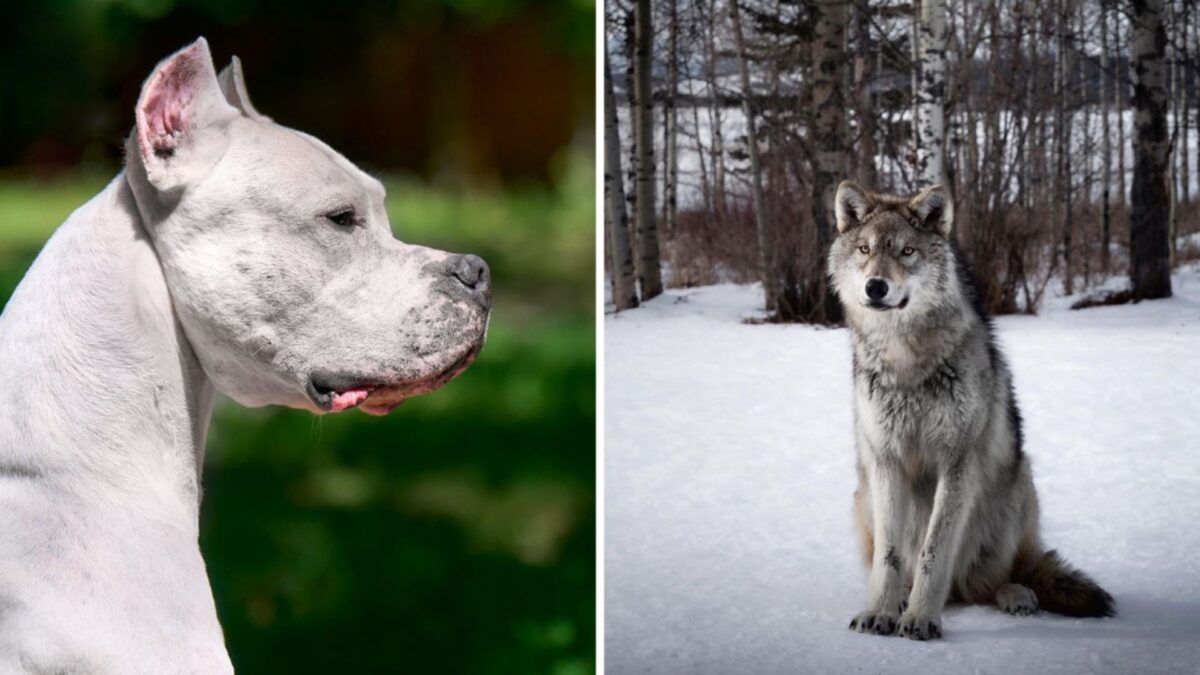 15 Dogs Banned From Breeding And The Reasons Why - Animalko