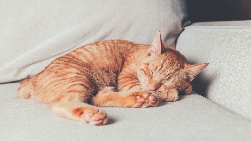 15 Fascinating Facts About Manx Cats