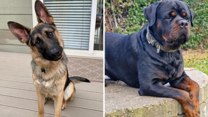 15 Guard Dogs That Are Every Intruder’s Worst Nightmare - Animalko