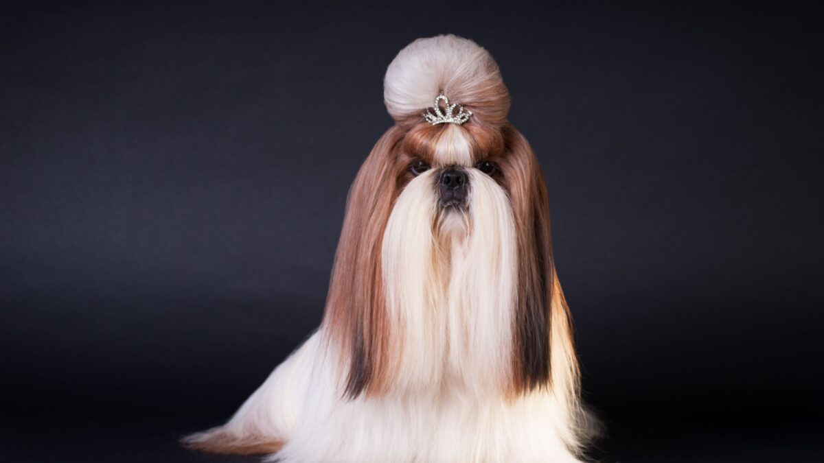 15 Historical Dog Breeds That Were Once Used For Royalty