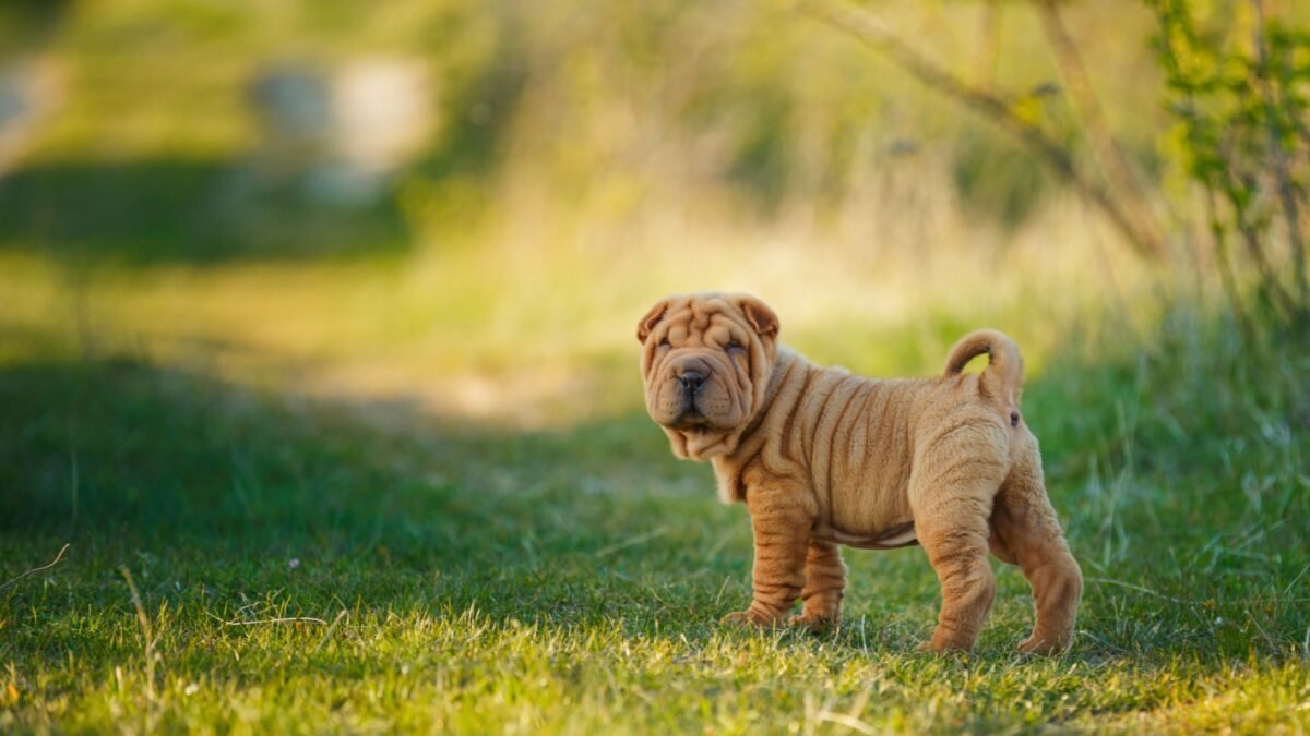 15 Incredible Chinese Shar Pei Facts