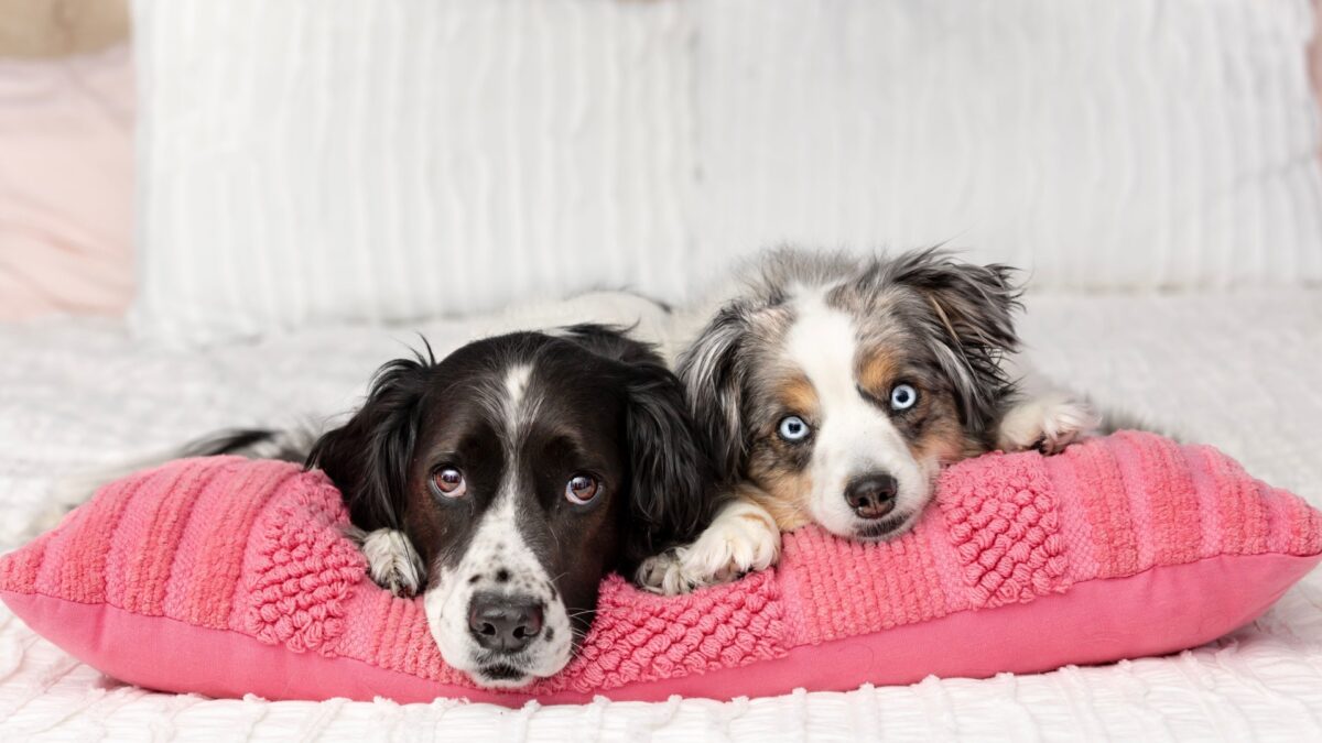 15 Interesting Facts About Dogs’ Eyesight