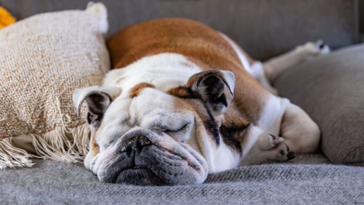 15 Low-Maintenance Dog Breeds Ideal For Busy Owners - Animalko