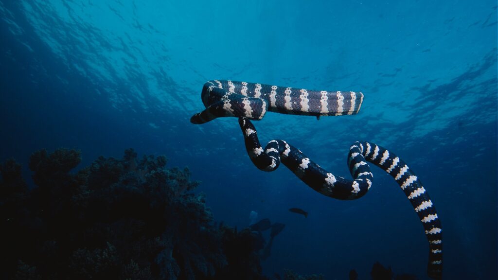15 Most Venomous Creatures On Earth You Should Steer Clear Of