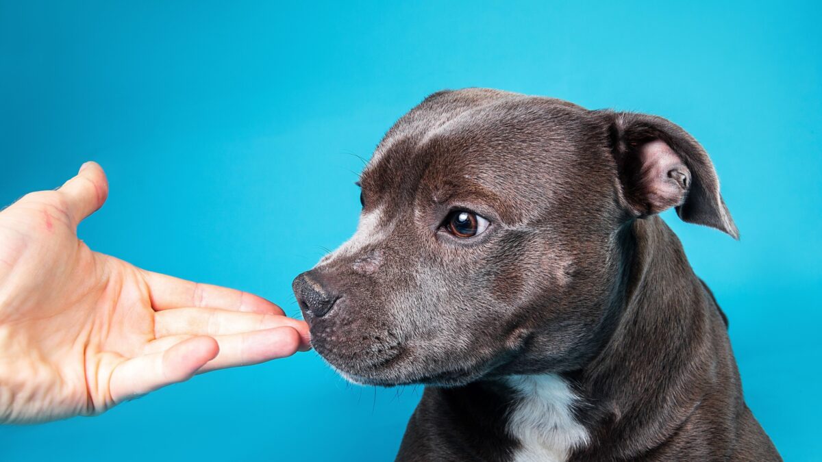 15 Scents Dogs Despise (Plus 6 They Can't Get Enough Of)