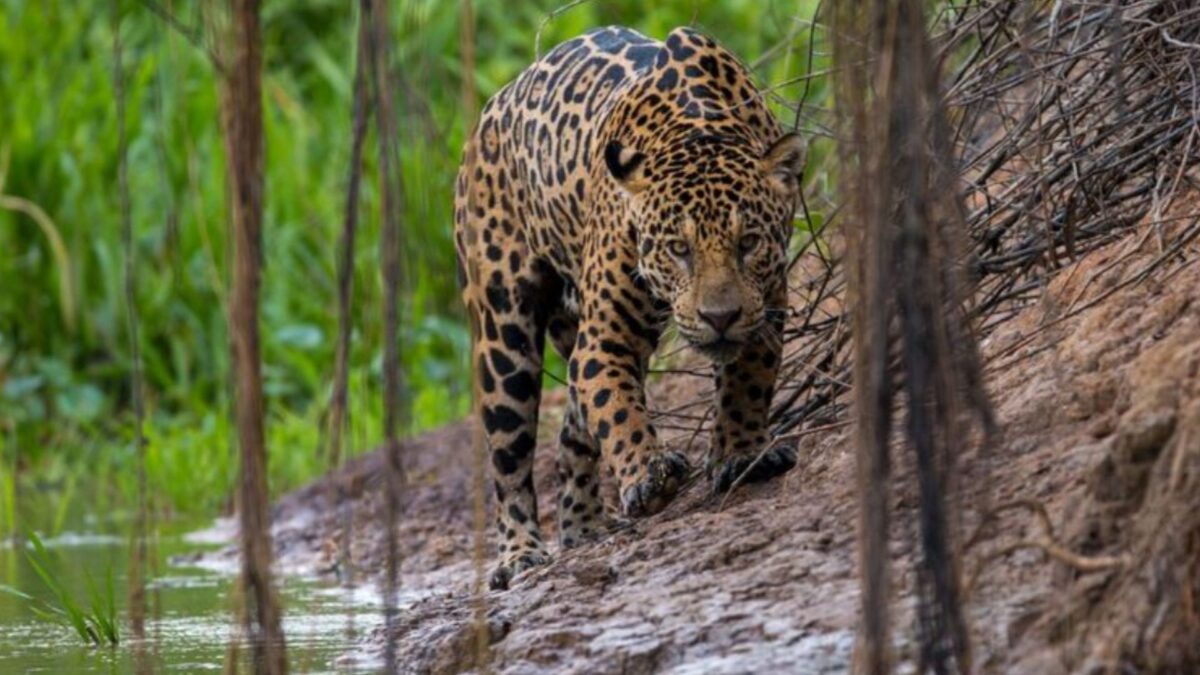 15 Silent Jungle Predators That Move Without A Sound - Animalko