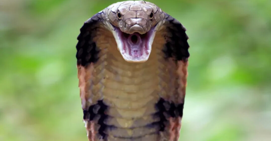 15 Simple Ways To Tell If A Snake Might Be Venomous