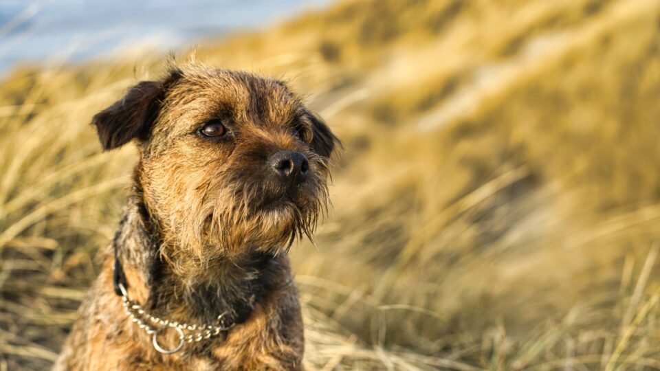 15 Small Terrier Breeds With Big Personalities You Will Love