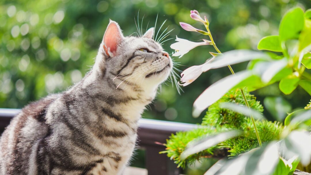 15 Smells Cats Can't Stand (And 5 Scents They Adore!)