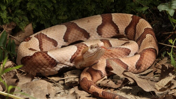 15 States Where Copperhead Snakes Thrive And How To Avoid Them