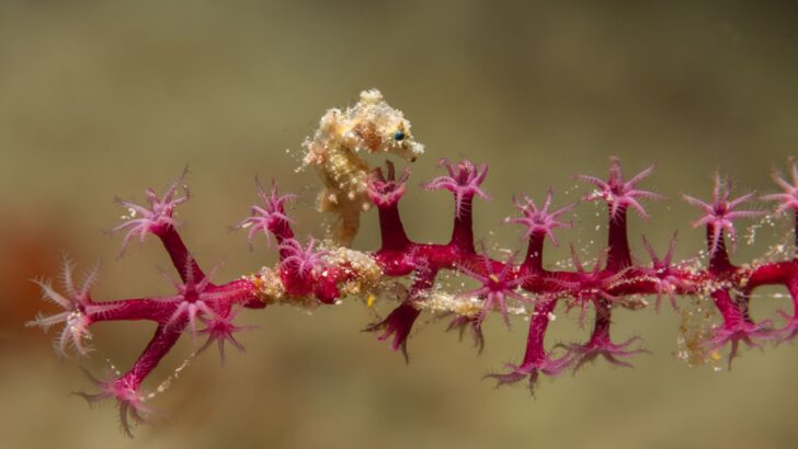 15 Tiniest Animals You Won’t Believe Are This Small