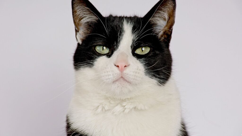 15 Tuxedo Cat Facts That Will Totally Surprise You