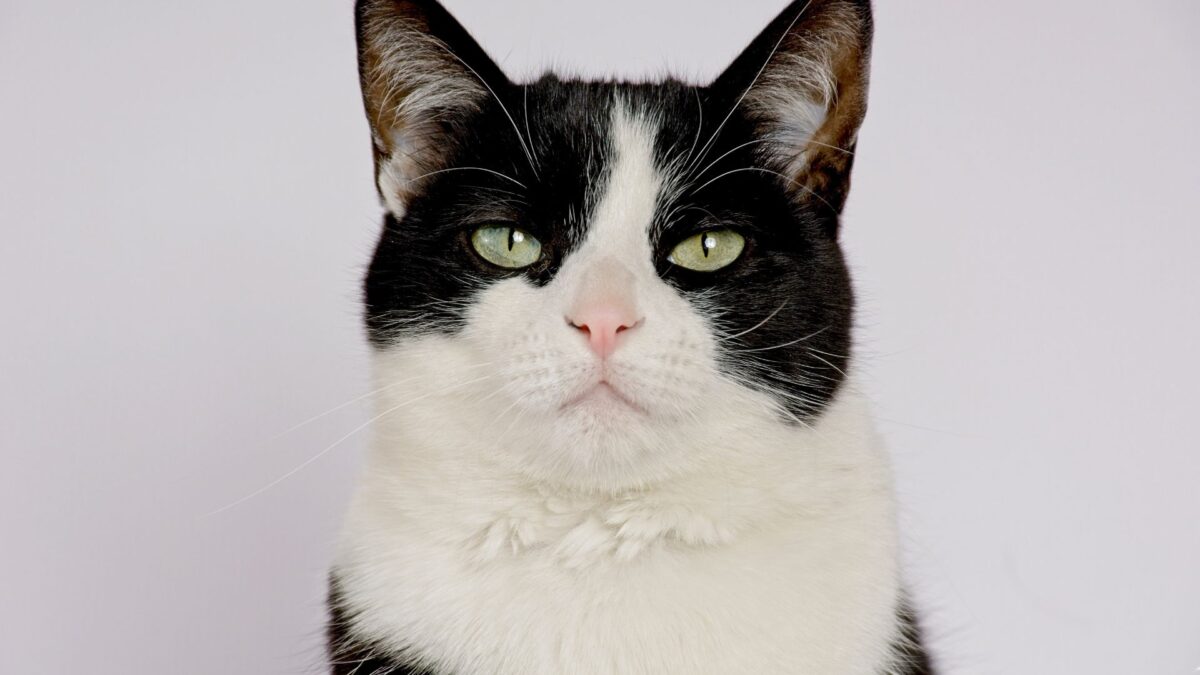15 Tuxedo Cat Facts That Will Totally Surprise You