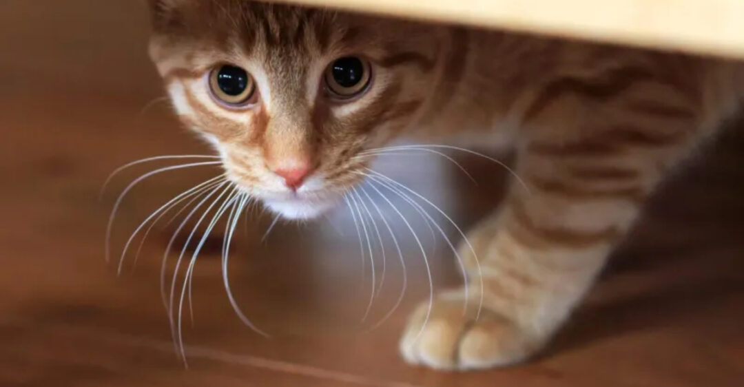 13 Clear Signs Your Cat May Be Traumatized And How To Help Them Heal