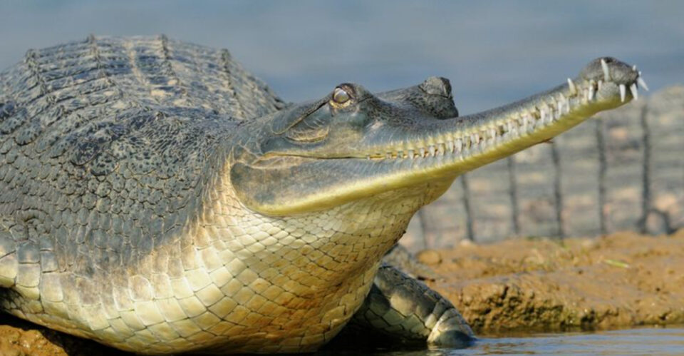 15 Largest Reptiles Still Roaming The Earth Today