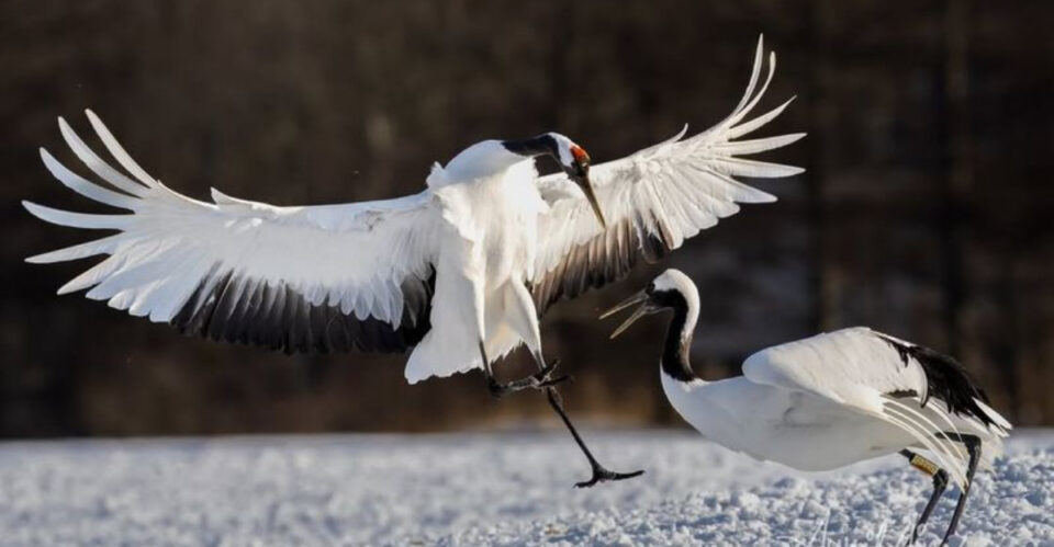 15 Magnificent Wild Animals You Have To See To Believe