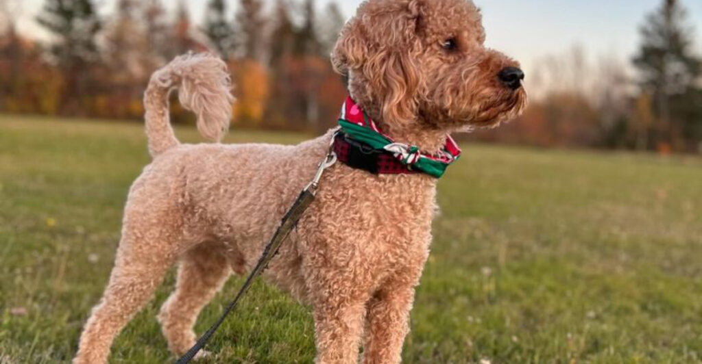 15 Reasons Why Poodles Are The Ultimate Guard Dogs