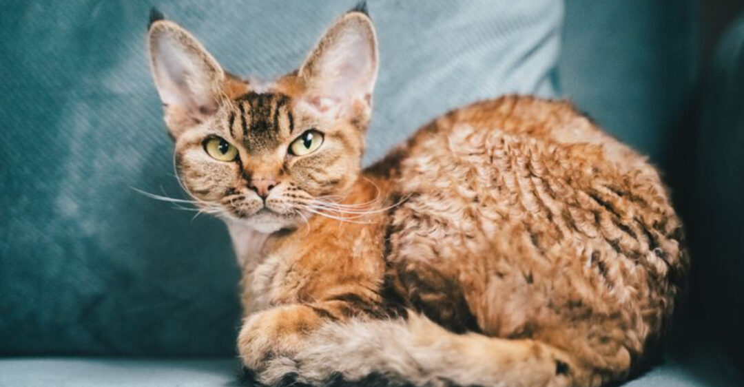 The Top 27 Mixed Cat Breeds That Steal Hearts