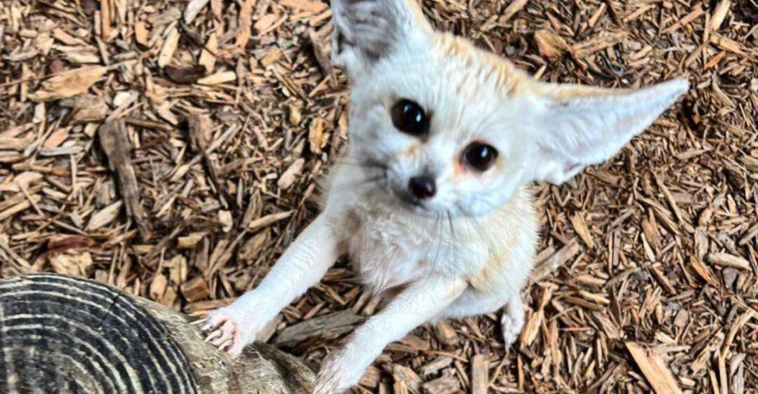 15 Unexpectedly Exotic Species Found Right Here In The U.S.