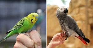 16 Birds That Have Mastered The Art Of Mimicry