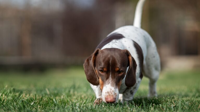 16 Dog Breeds That Are Incredible Sniffers