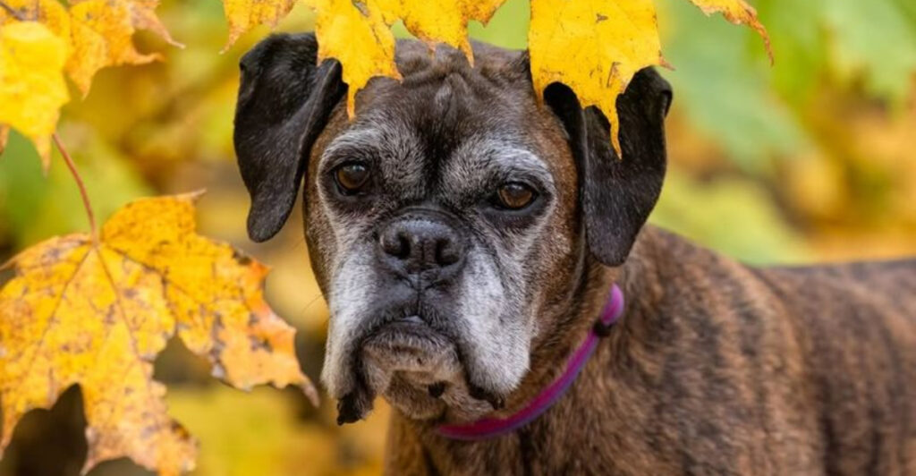 16 Dog Breeds That Have The Shortest Life Expectancies