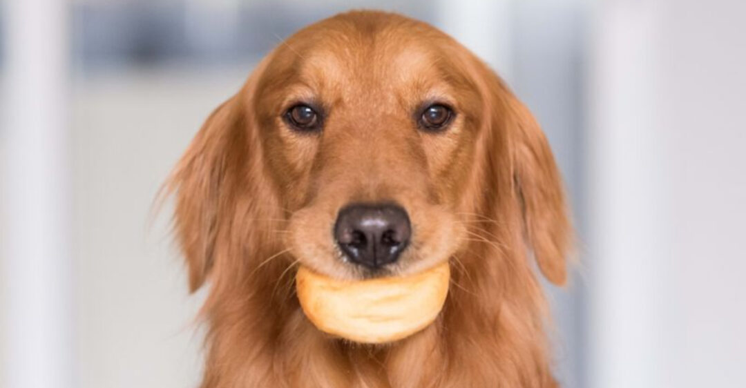 16 Dogs Who Live For Snacks
