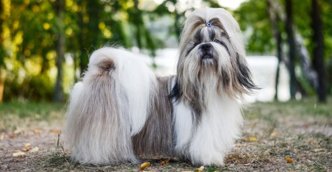 16 Long-Coated Dogs You’ll Love