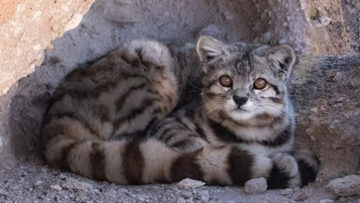 16 Rarest Wildcats In The Entire World - Animalko