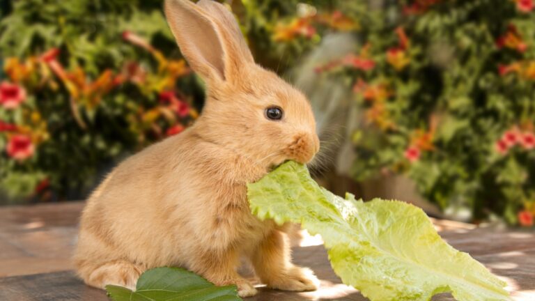 16 Surprising Things Rabbits Can Eat
