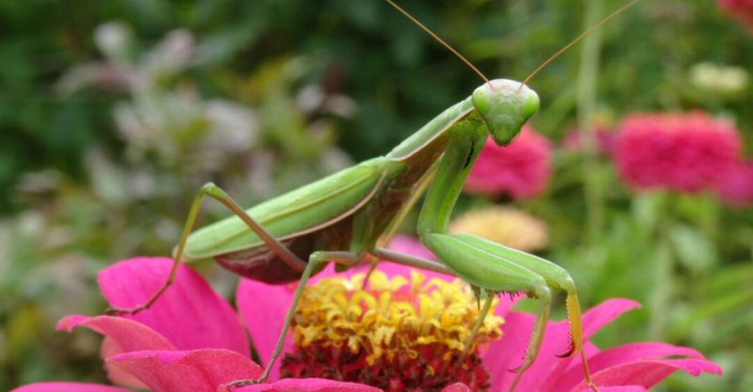 16 Surprising Things You Didn’t Know About Praying Mantises