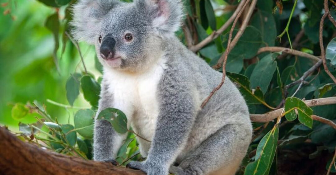 16 Totally Non-Aggressive Animals Living The Chill Life