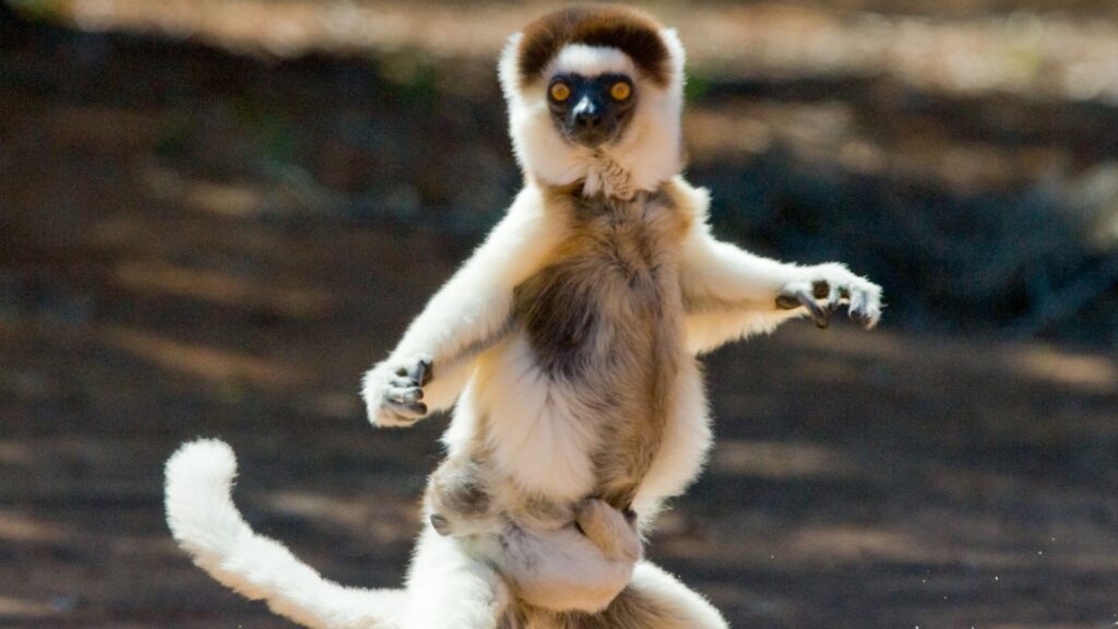 16 Wild Animals That Share A Habitat With Koalas For National Wild ...