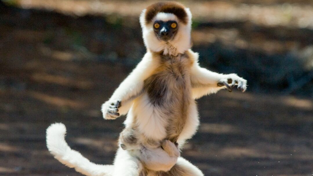 16 Weird Animals That Strut Around On Two Legs